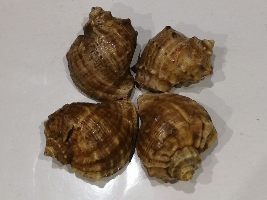 Морские ракушки раковины