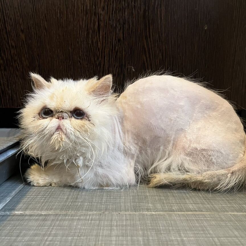 Персидская кошка