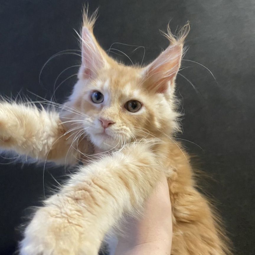 Мейн-кун красный с длинными кистями