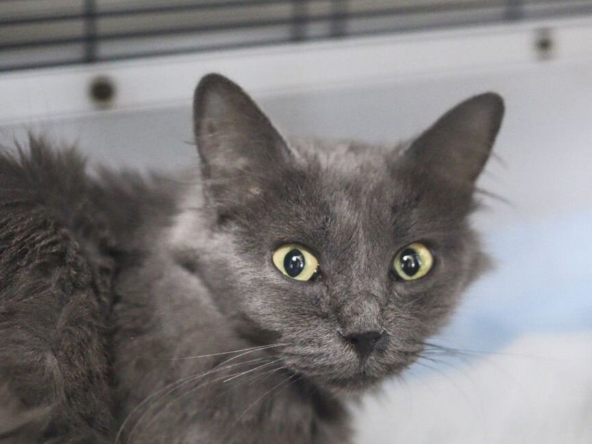 Кошки в добрые руки