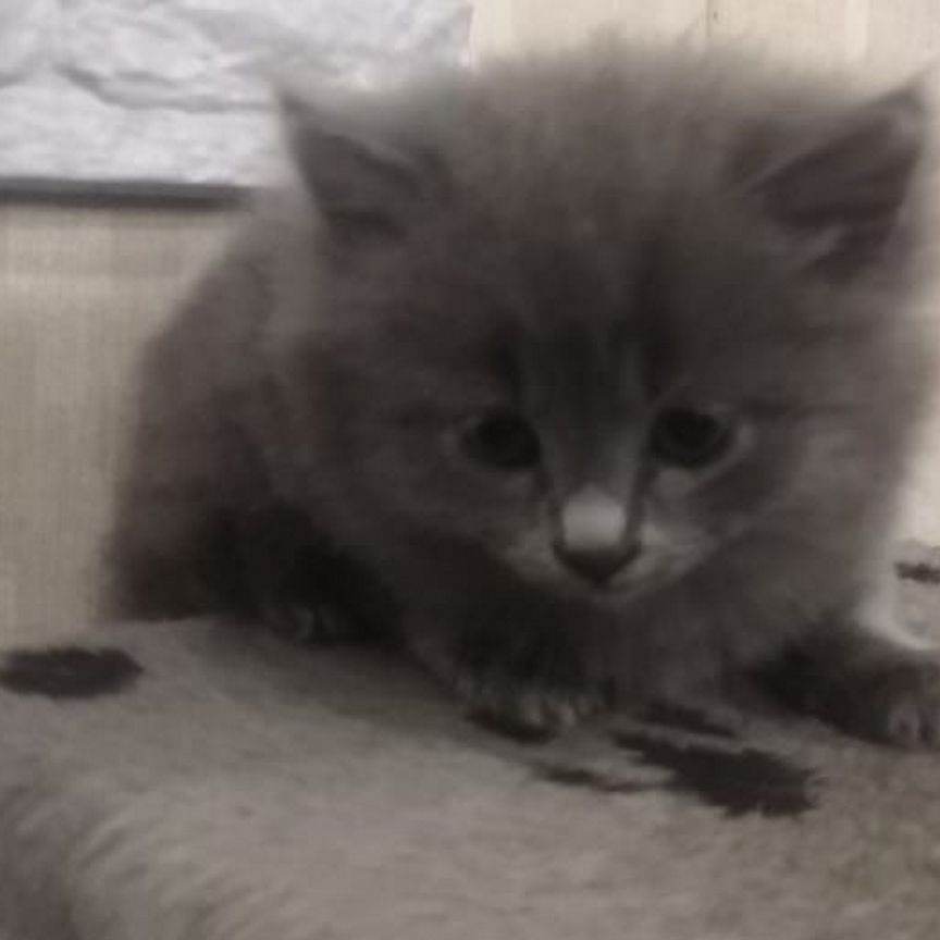 Шотландский котенок