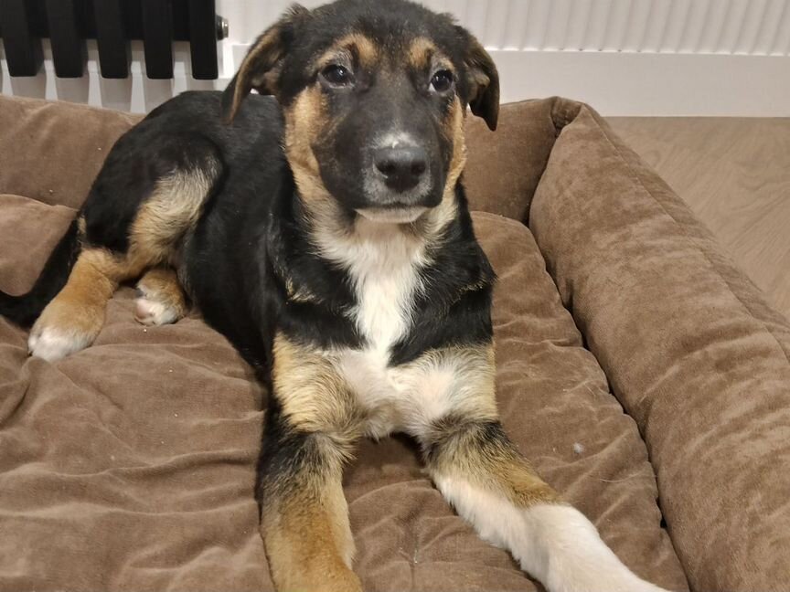 Крупный щенок мальчик в добрые руки