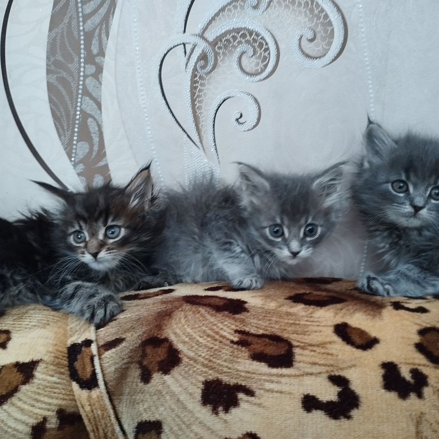 Котята мейн-кун