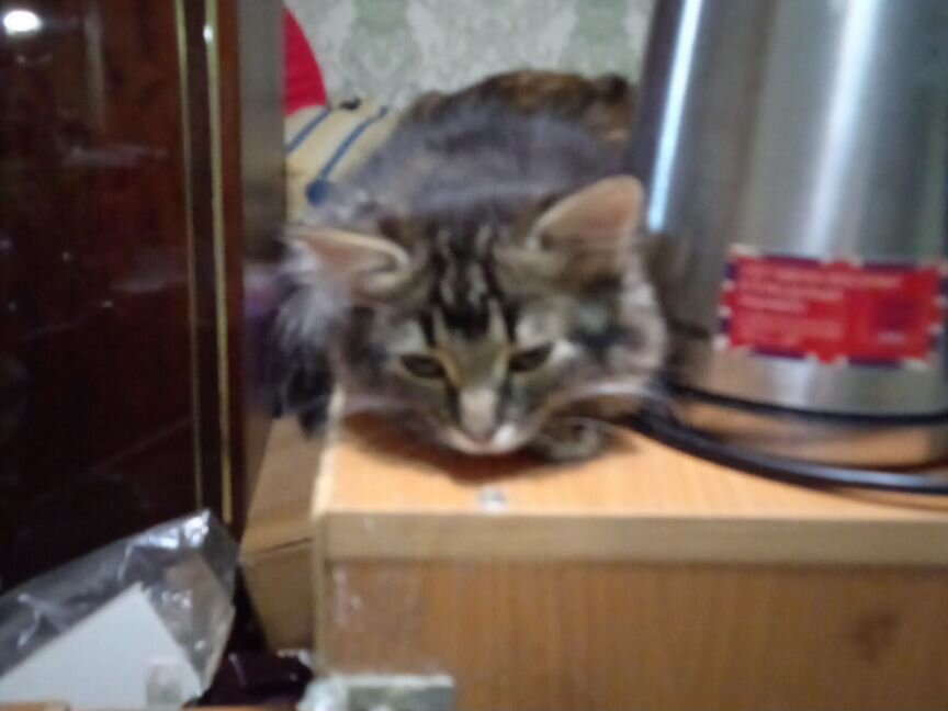 Котёнок домашний