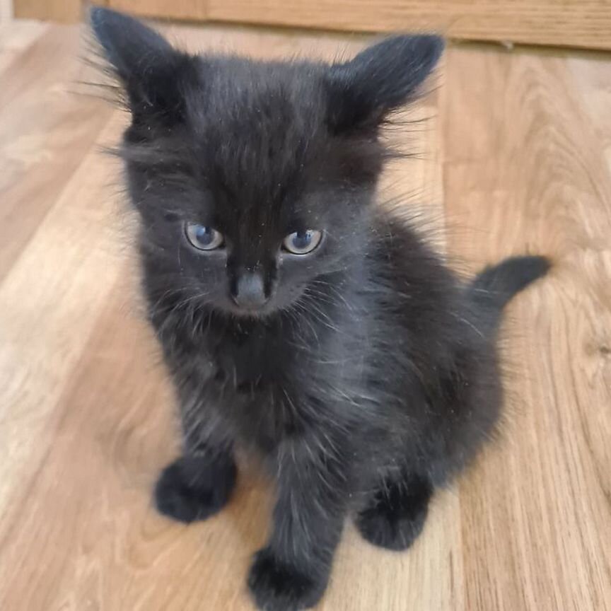 Котёнок от частного владельца
