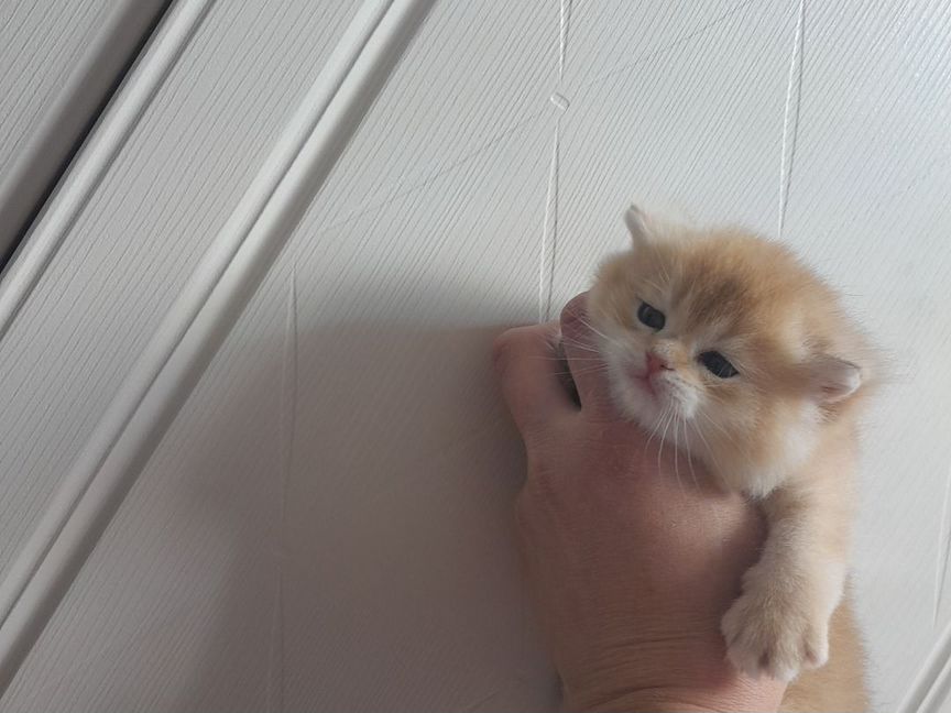 Британские котята