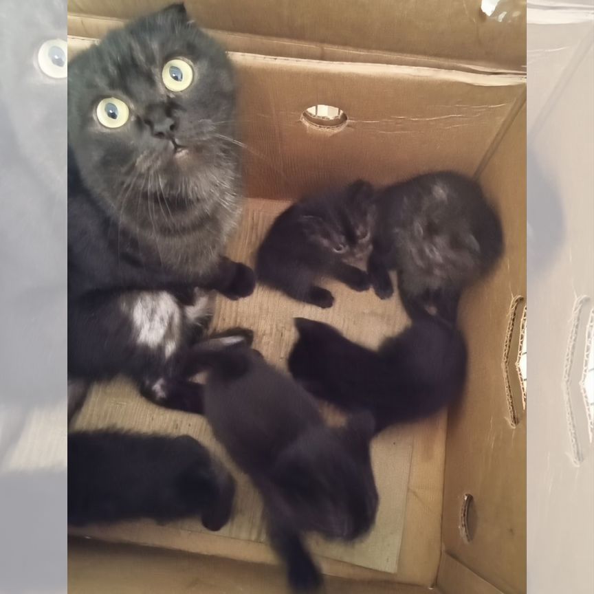 Котёнок от частного владельца