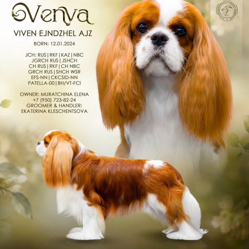 Кавалер кинг-чарльз-спаниель, вязка