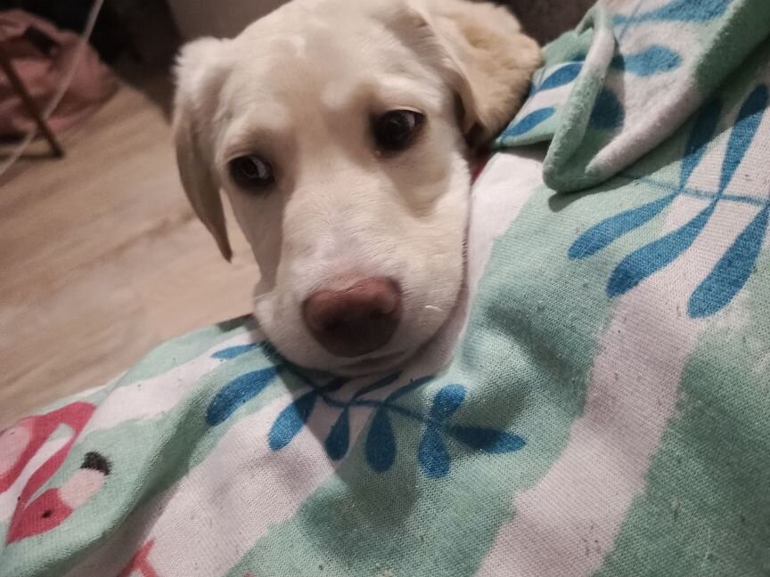 Помесь лабрадора