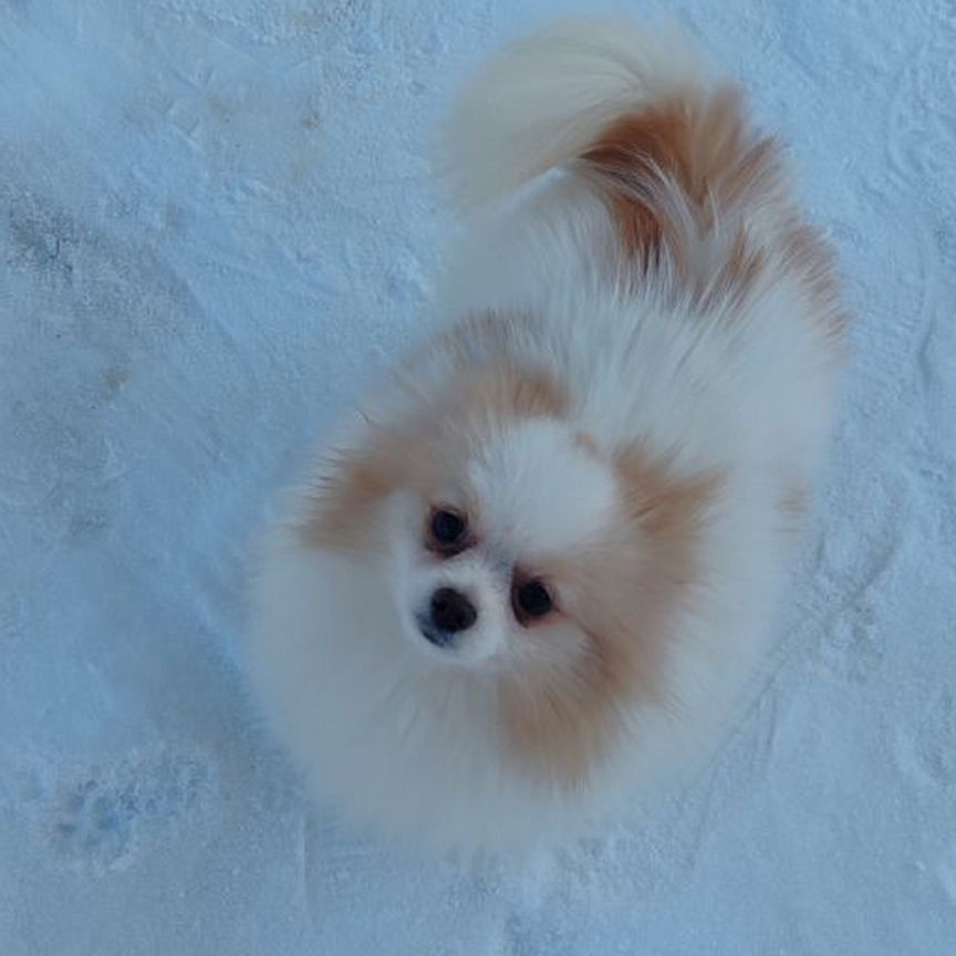 Померанский шпиц, взрослая собака