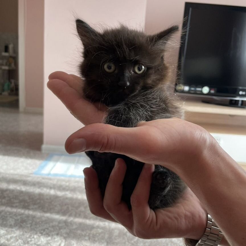 Котенок в добрые руки