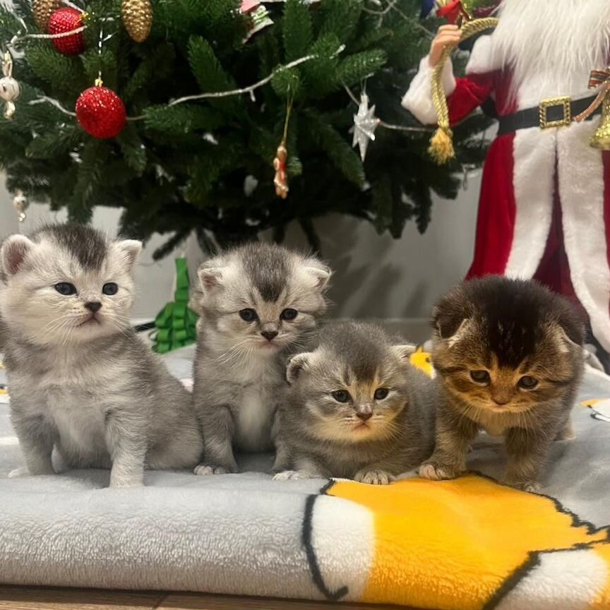 Шотландские вислоухие котята
