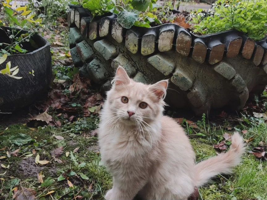 Котята ищут дом