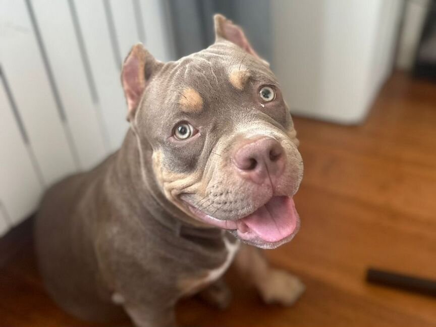 Детский сад американские булли