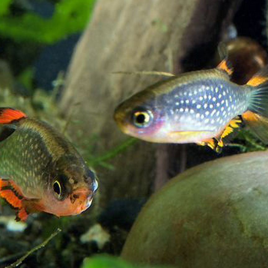 Микрорасбора галактика