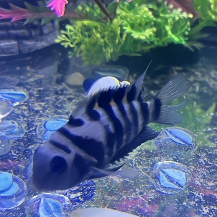 Отдам аквариумную рыбку цихлида