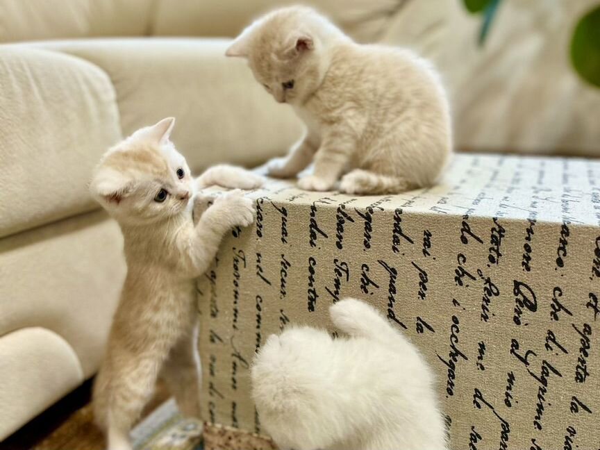 Шотладские котята