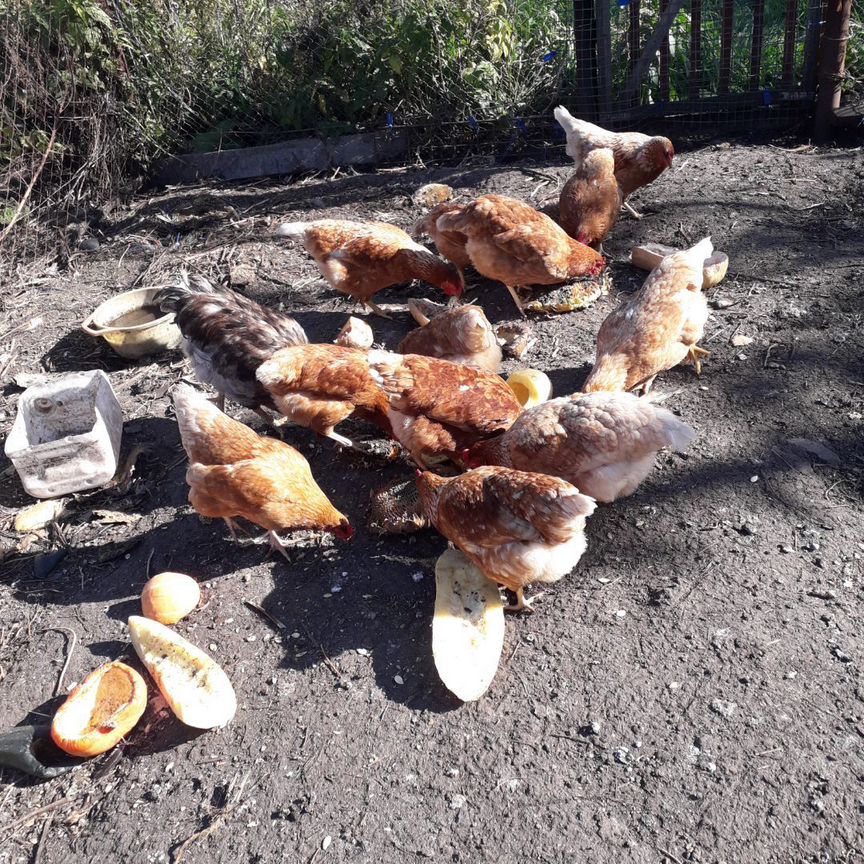 Куры несушки