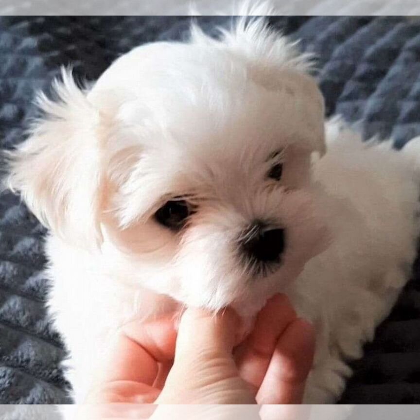 Крошки Мальтезе с документами