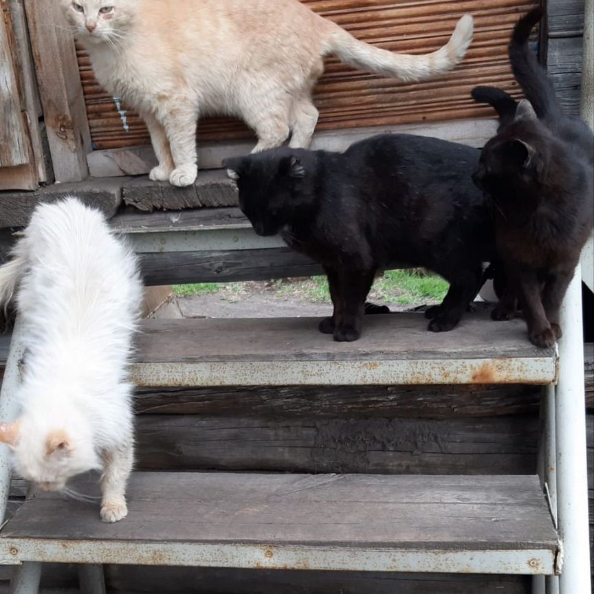 Котики ищут дом