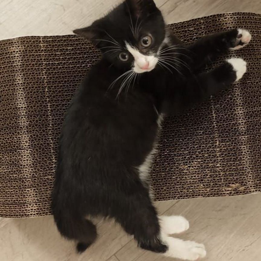 Кошечка 2,5, месяца