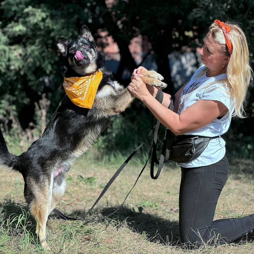 Собака в добрые руки