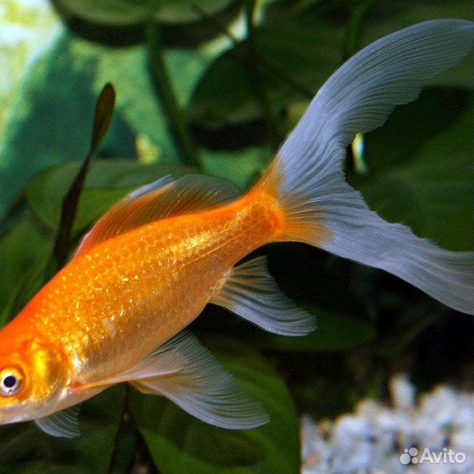 Комета вуалевая