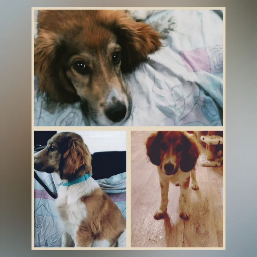 Щенок-подросток Бим. 7 месяцев