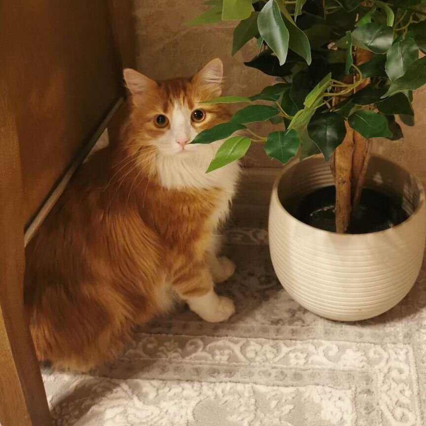 Рыжая кошечка