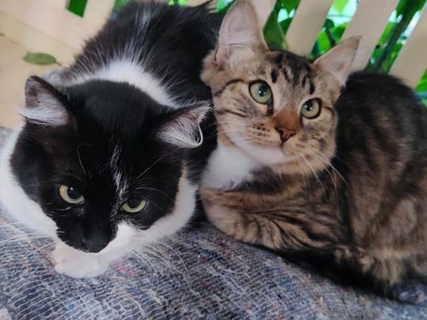 Котята ищут семью