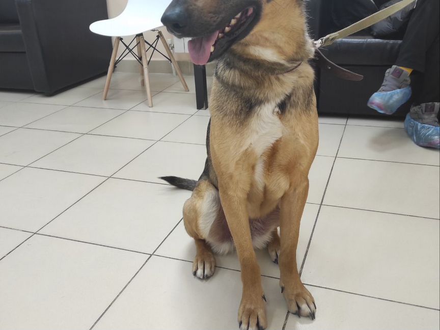 Собака в добрые руки отдам бесплатно