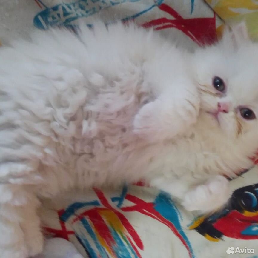 Котята персидские