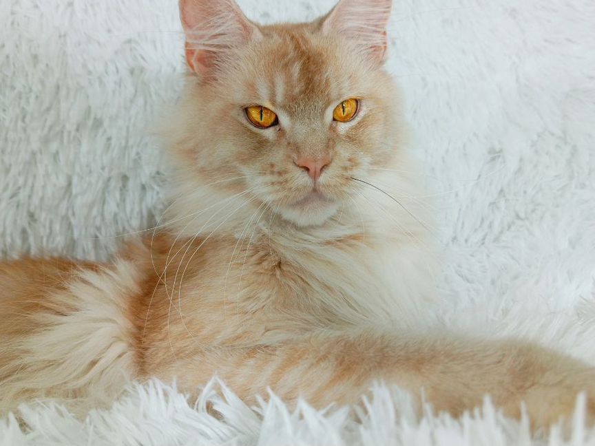 Звeздoчкa котенок Мейн кун