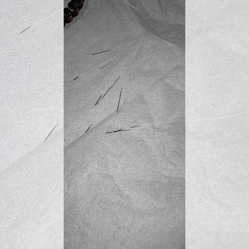 Кошачьи усы