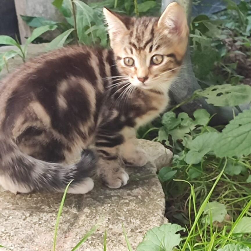 Котенок в добрые руки