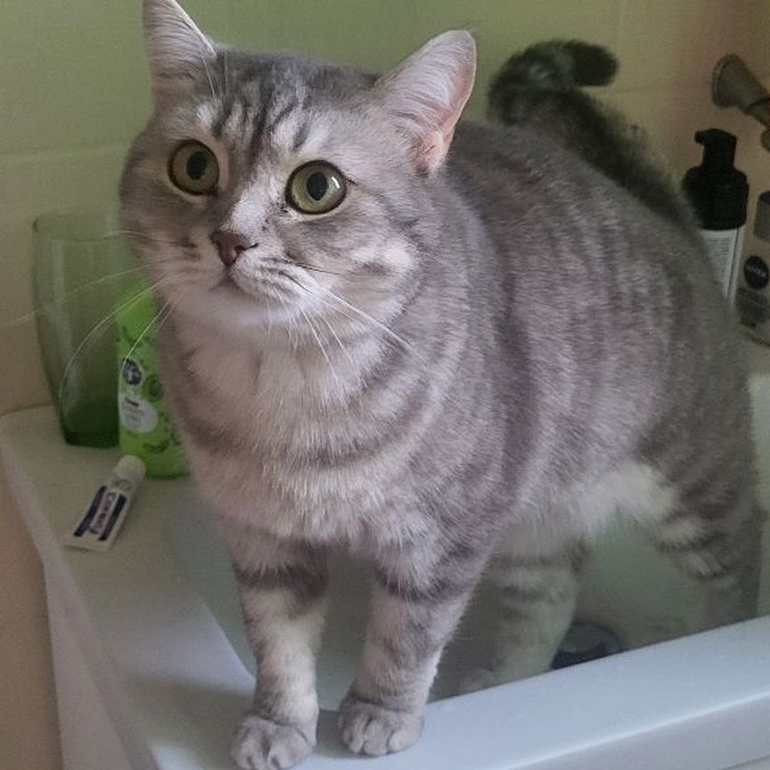 Шотландская прямоухая кошка