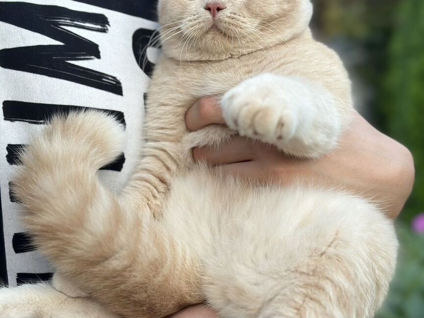 Кремовый котенок