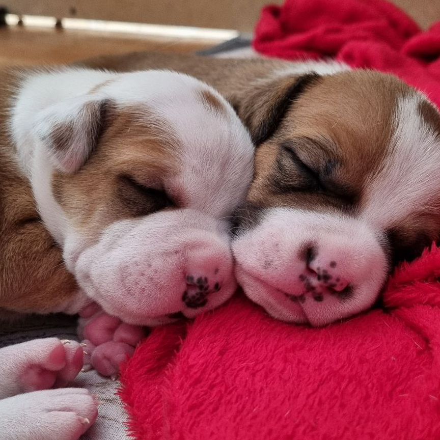 Американский стаффордширский терьер, щенок