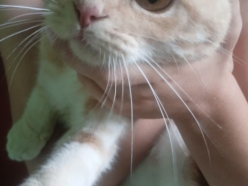 Продам кота вислоухого рыжого