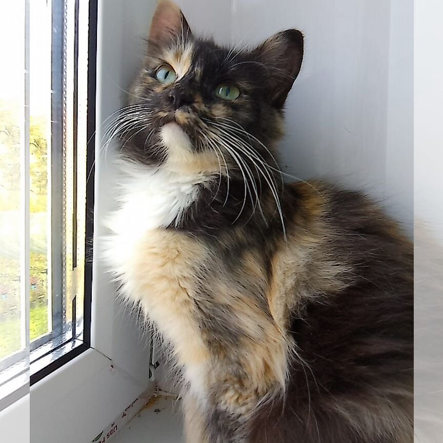 Трехцветная яркая кошка Ксюня в добрые руки