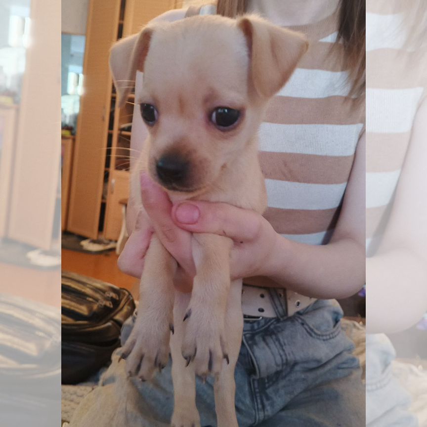 Русский той-терьер, щенок