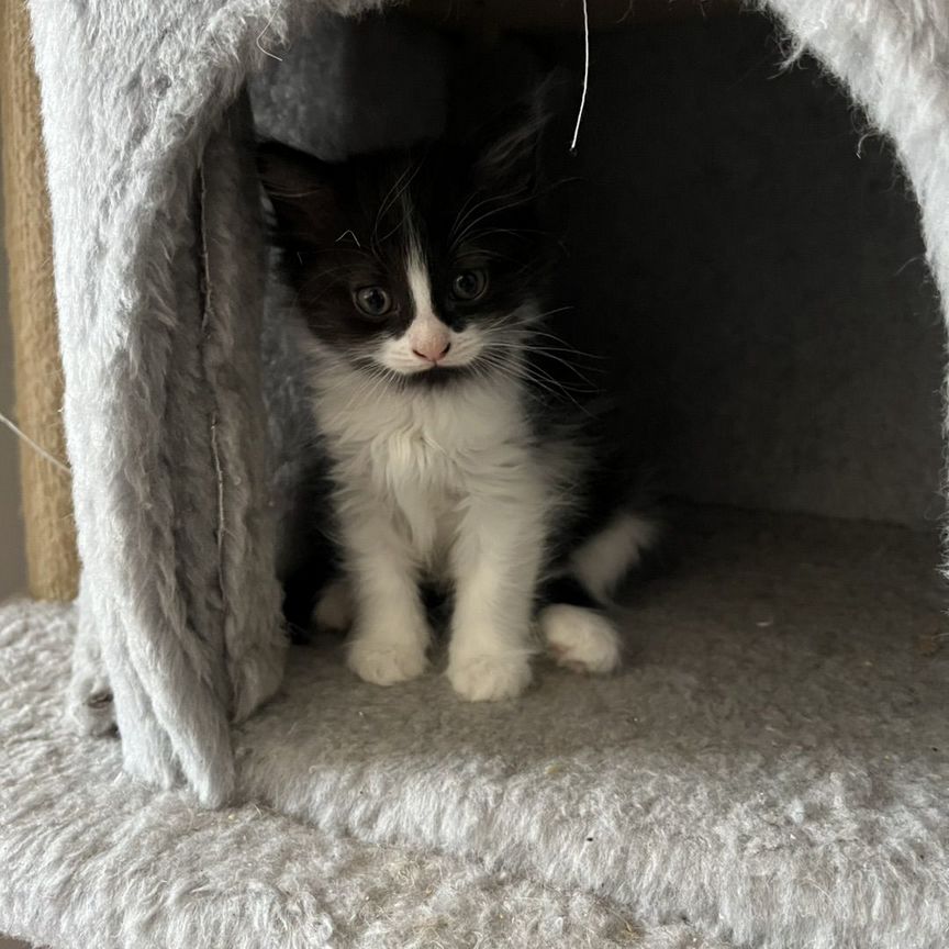 Котёнок мальчик