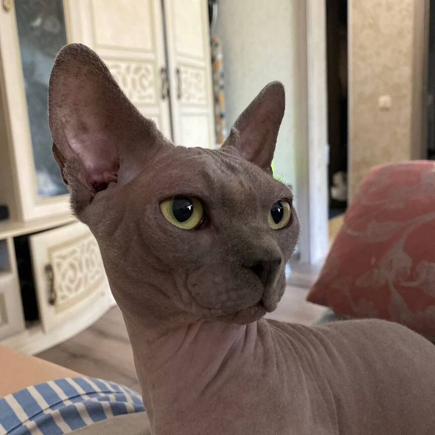 Сфинкс бамбино