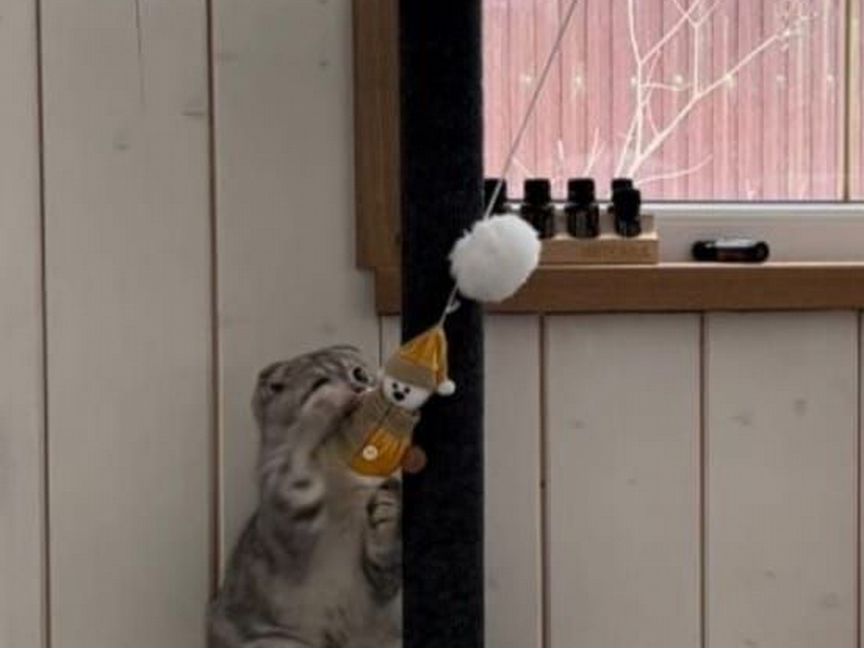 Когтеточка