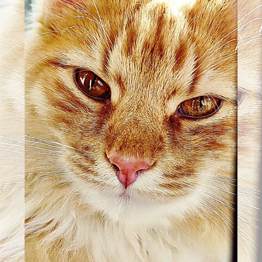 Мейнкунистый рыжик в добрые руки