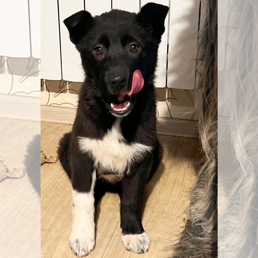 Отдам щенка