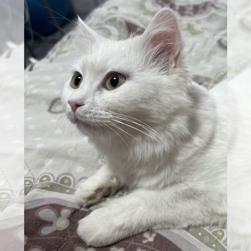 Отдам в добрые руки кошку