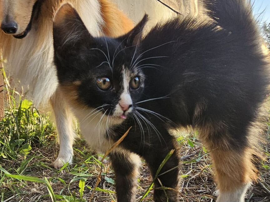 Спасите котёнка