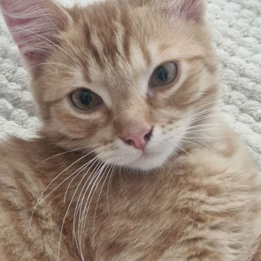 Отдам кота в добрые руки