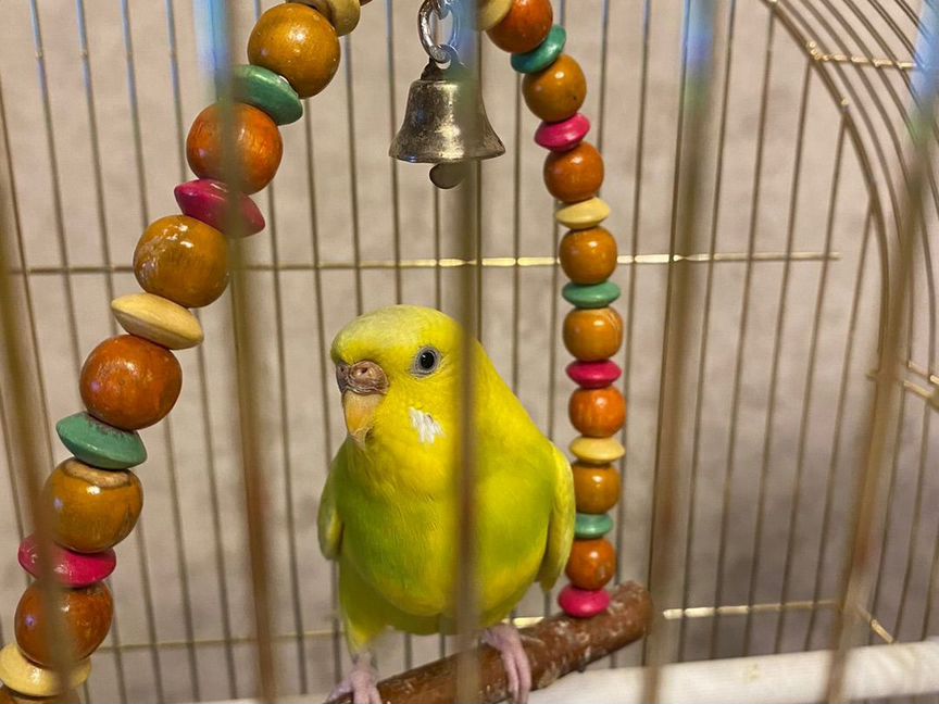 Попугай (девочка) в добрые руки